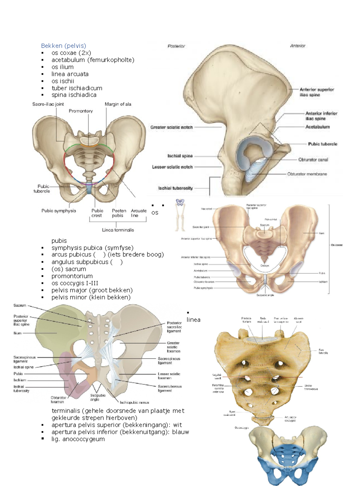 Bekkenanatomie: Strukturen en Functies van het Bekkensysteem - Studeersnel