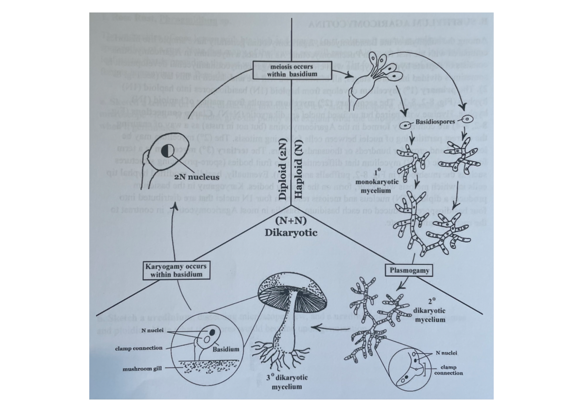 Phylum Basidiomycota Life Cycle - BIOL 209 - meiosis occurs within ...