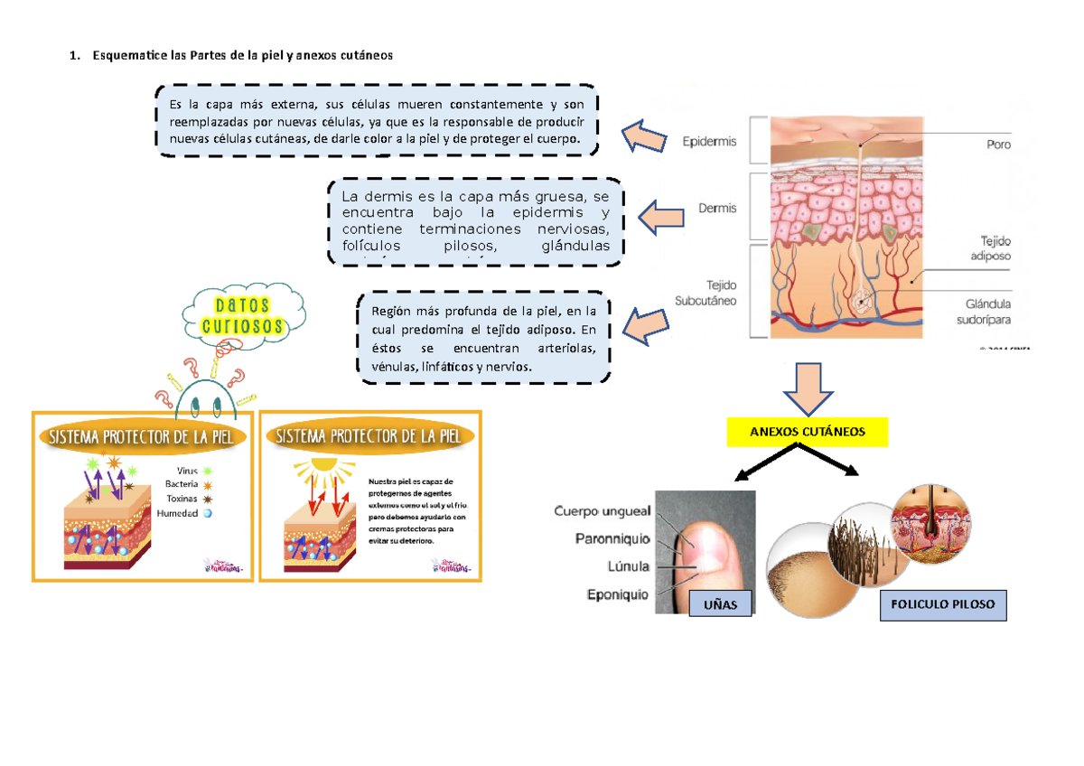 Esquematice las Partes de la piel y anexos cutáneos - Biologia - UNSCH ...