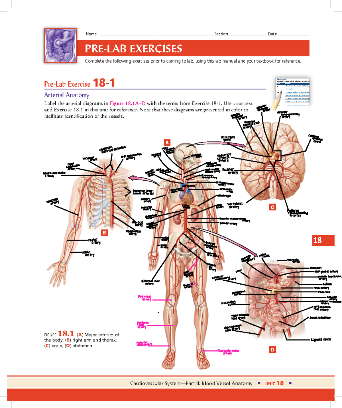 18-1 Prelab: Anatomy of Major Veins and Arteries in the Body - Studocu