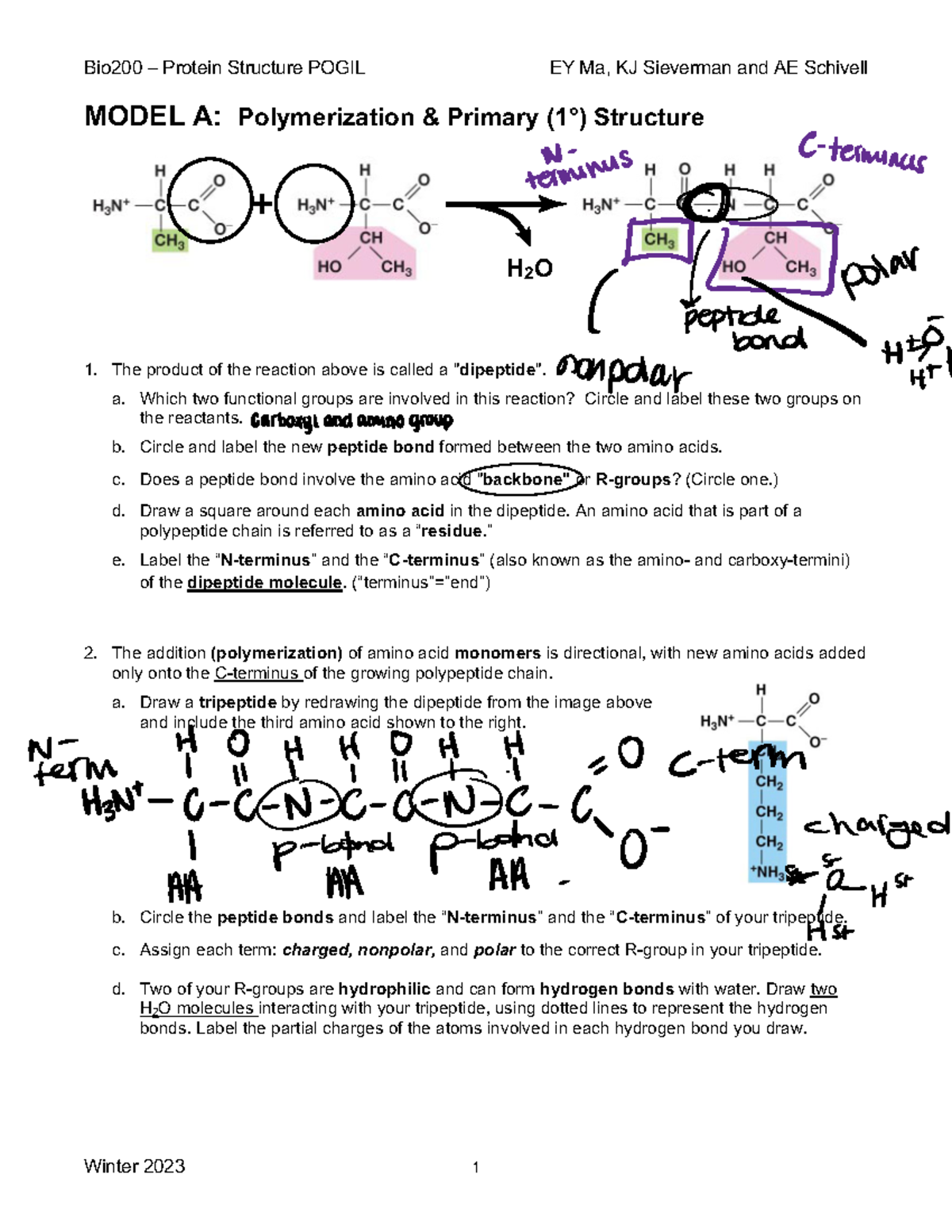 Pogil 2 Protein Structure - Bio200 – Protein Structure POGIL EY Ma, KJ ...