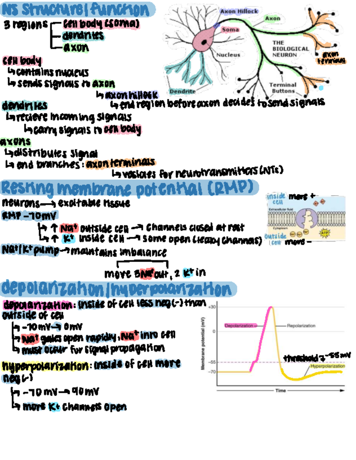 Neurophysiology Notes: Action Potentials & Synapses (NS 3) - Studocu