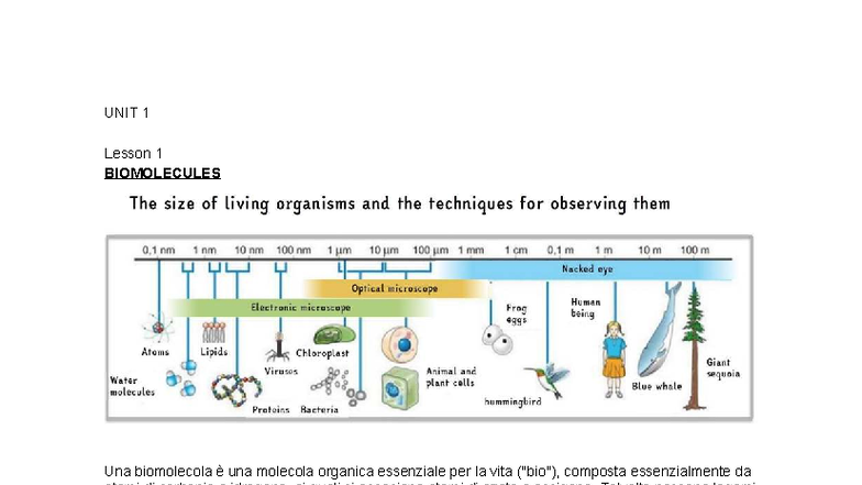 UNIT 1 Lesson 1: BIOMOLECULES and Their Functions in Life - Studocu