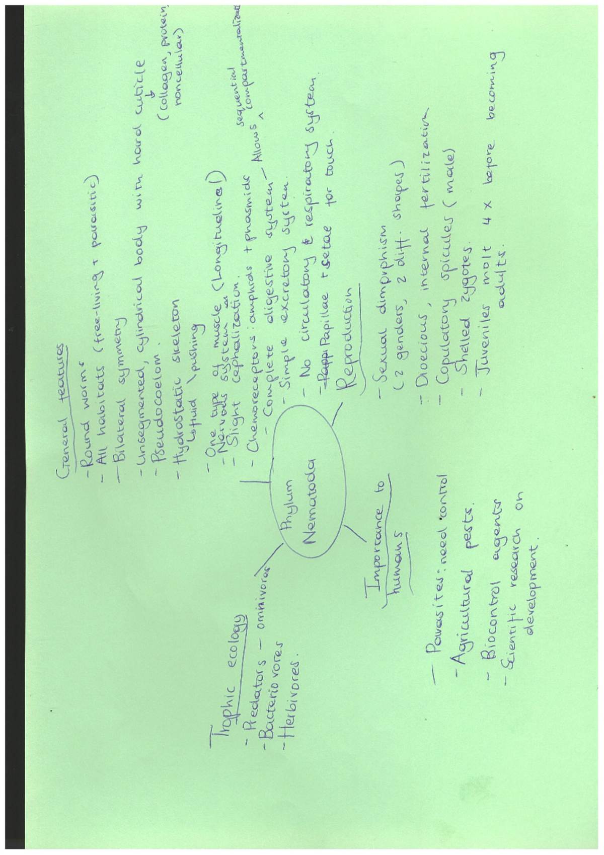 Phylum Nematoda: Key Features and Ecological Roles Mindmap - Studocu