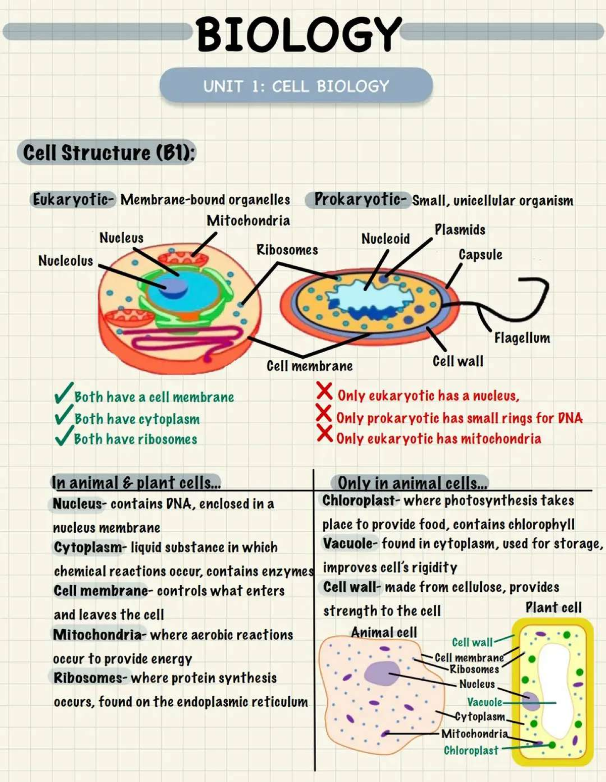 BIOLOGY UNIT 1: CELL BIOLOGY Notes on Cell Structure and Organelles ...