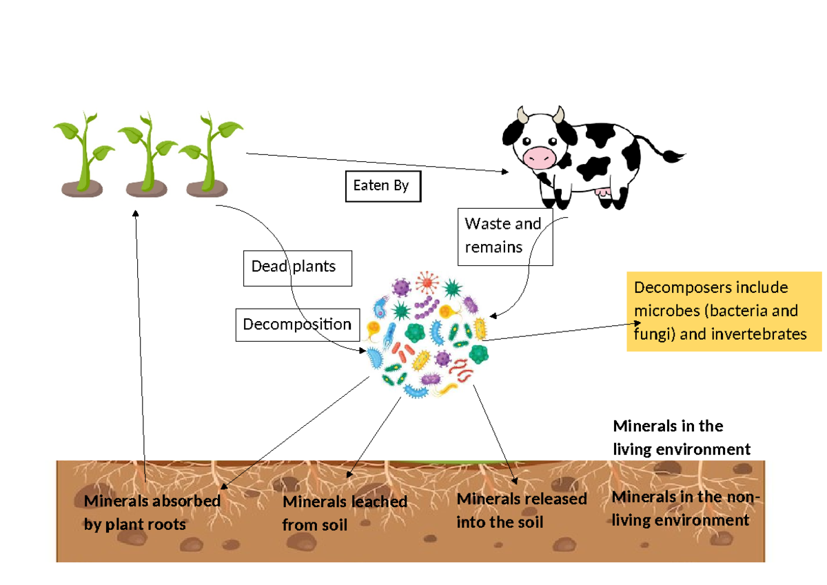 Nutrient cycle diagram 652f367a02f86 - Eaten By Decomposers include ...