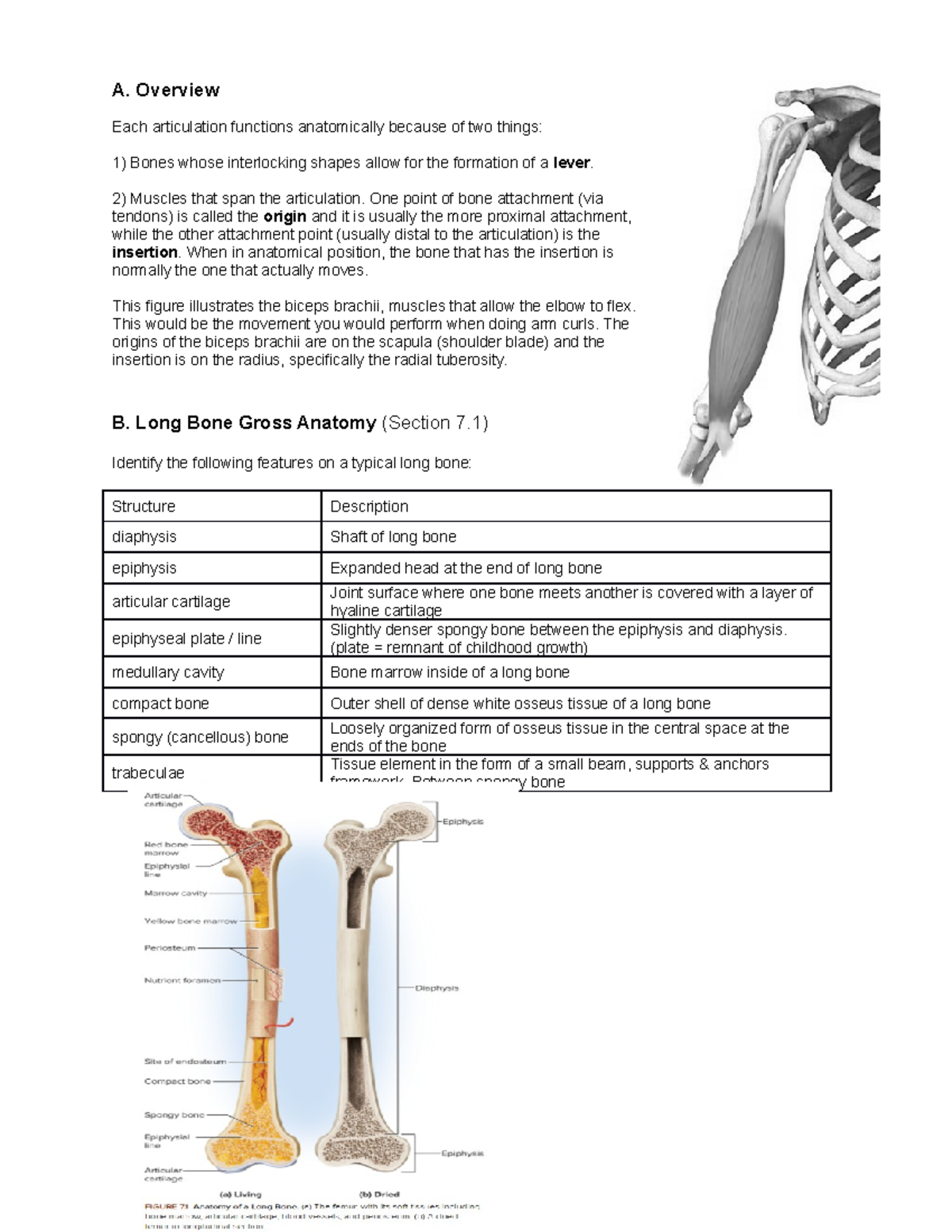 LAB Notes UNIT 2 EXAM - A. Overview Each articulation functions ...