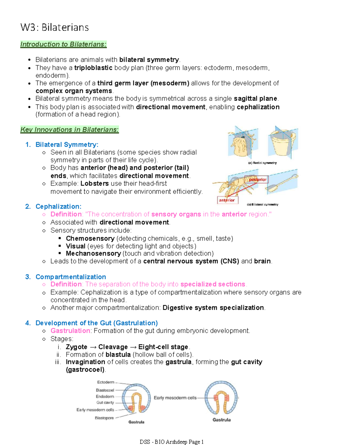 BIO2231 - W3: Introduction to bilaterians and their key innovations ...