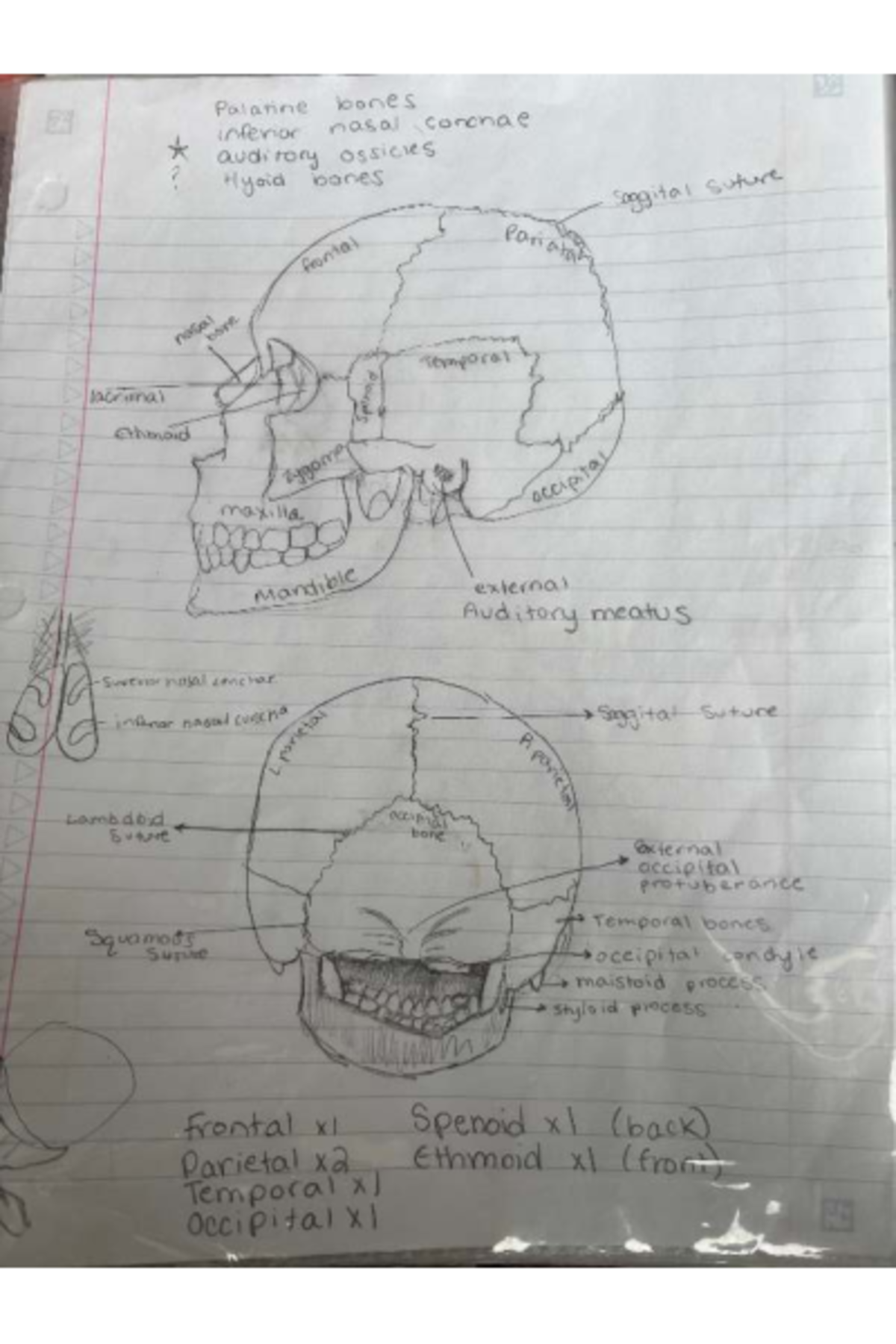 Cranial and Facial Bones Overview: Anatomy Notes for ANAT 101 - Studocu