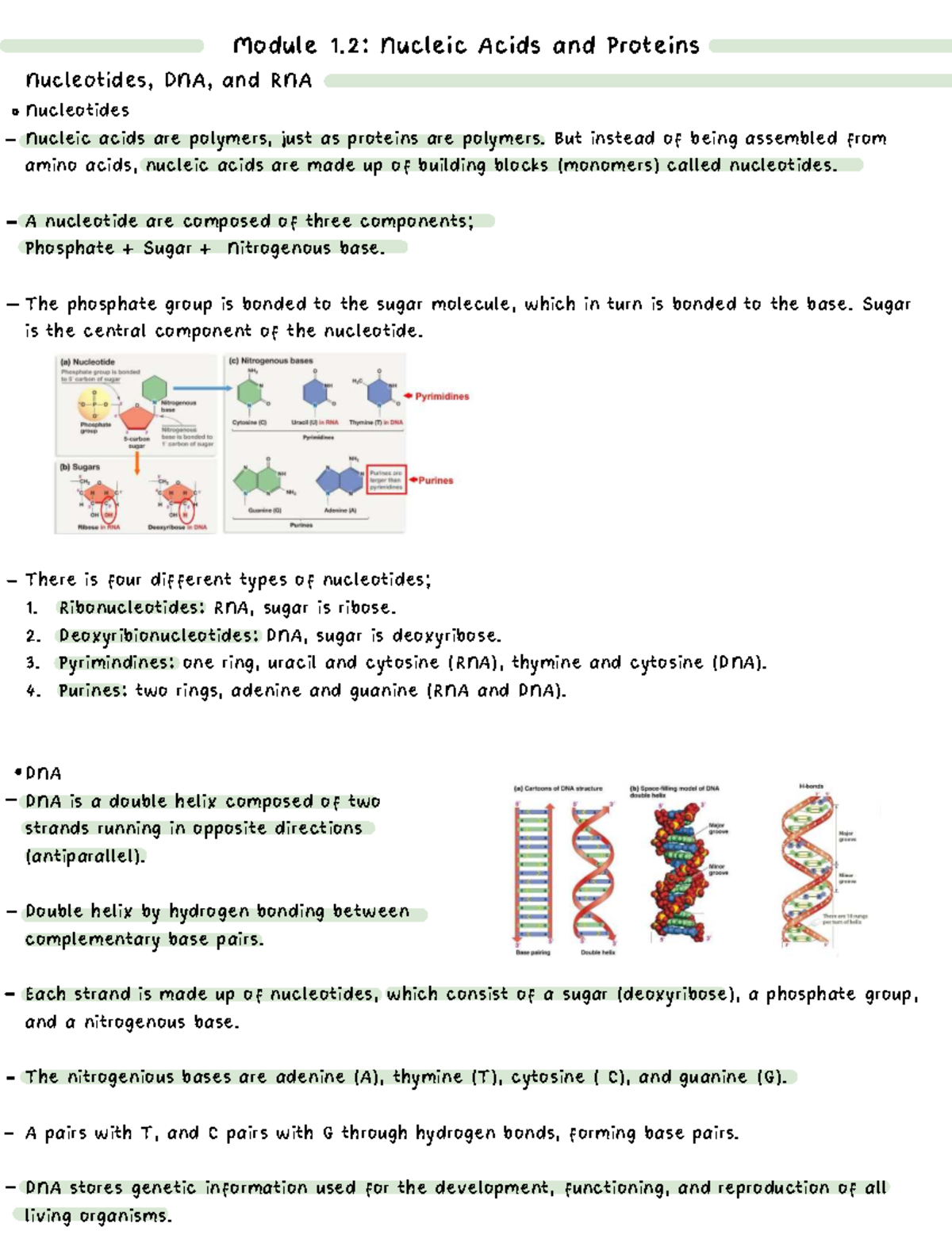 Module 1.2: Nucleic Acids and Proteins Overview - Studocu