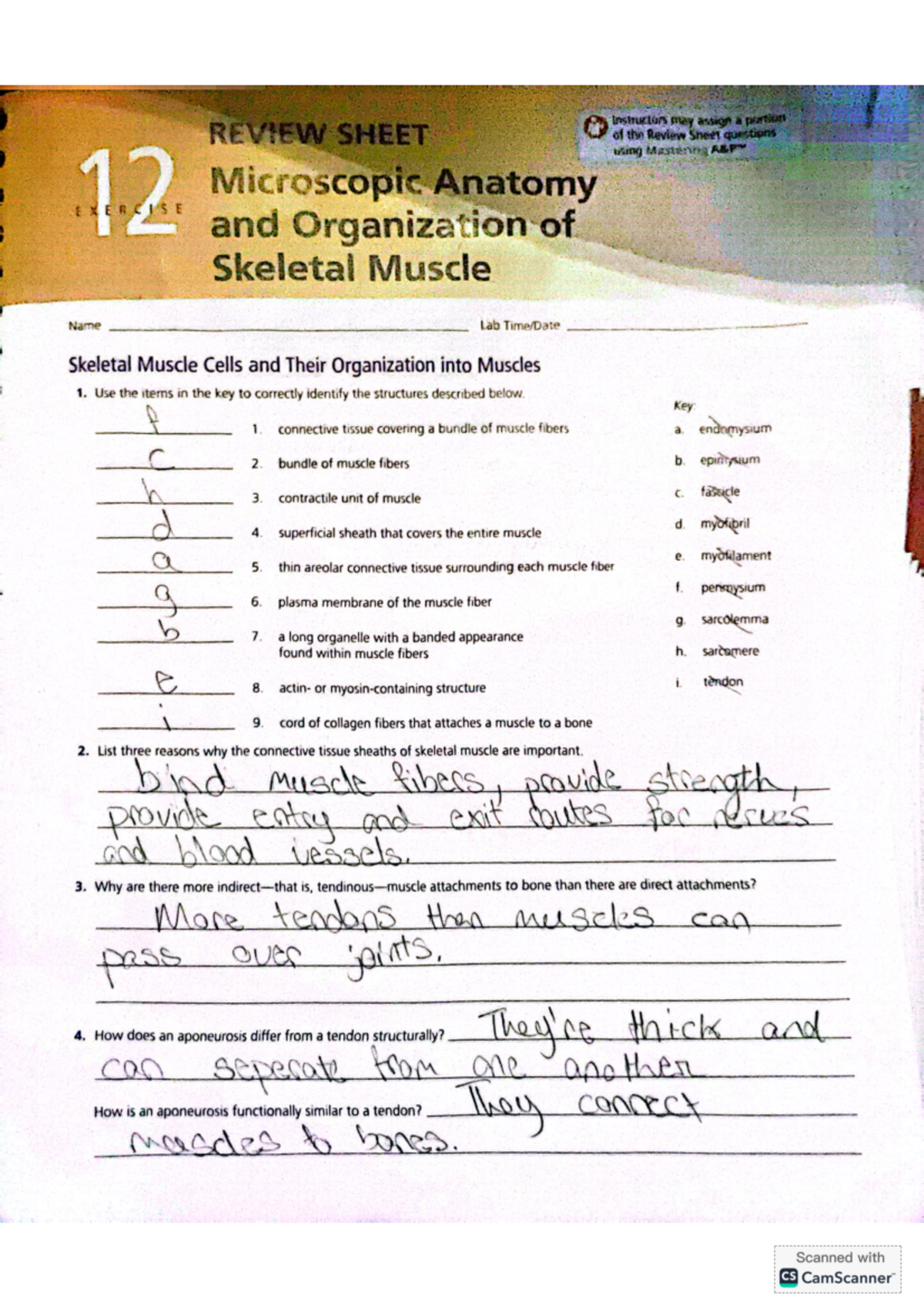 Exercise 12 Review Sheet: Microscopic Anatomy of Skeletal Muscle - Studocu
