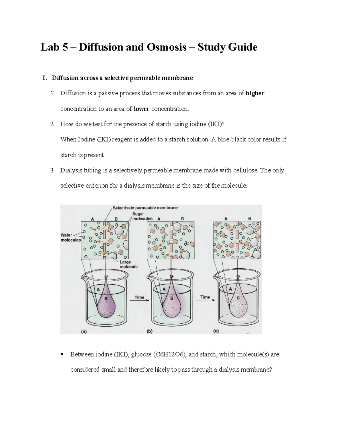 Lab 5 - Diffusion & Osmosis Study Guide (Bio 101) - Studocu