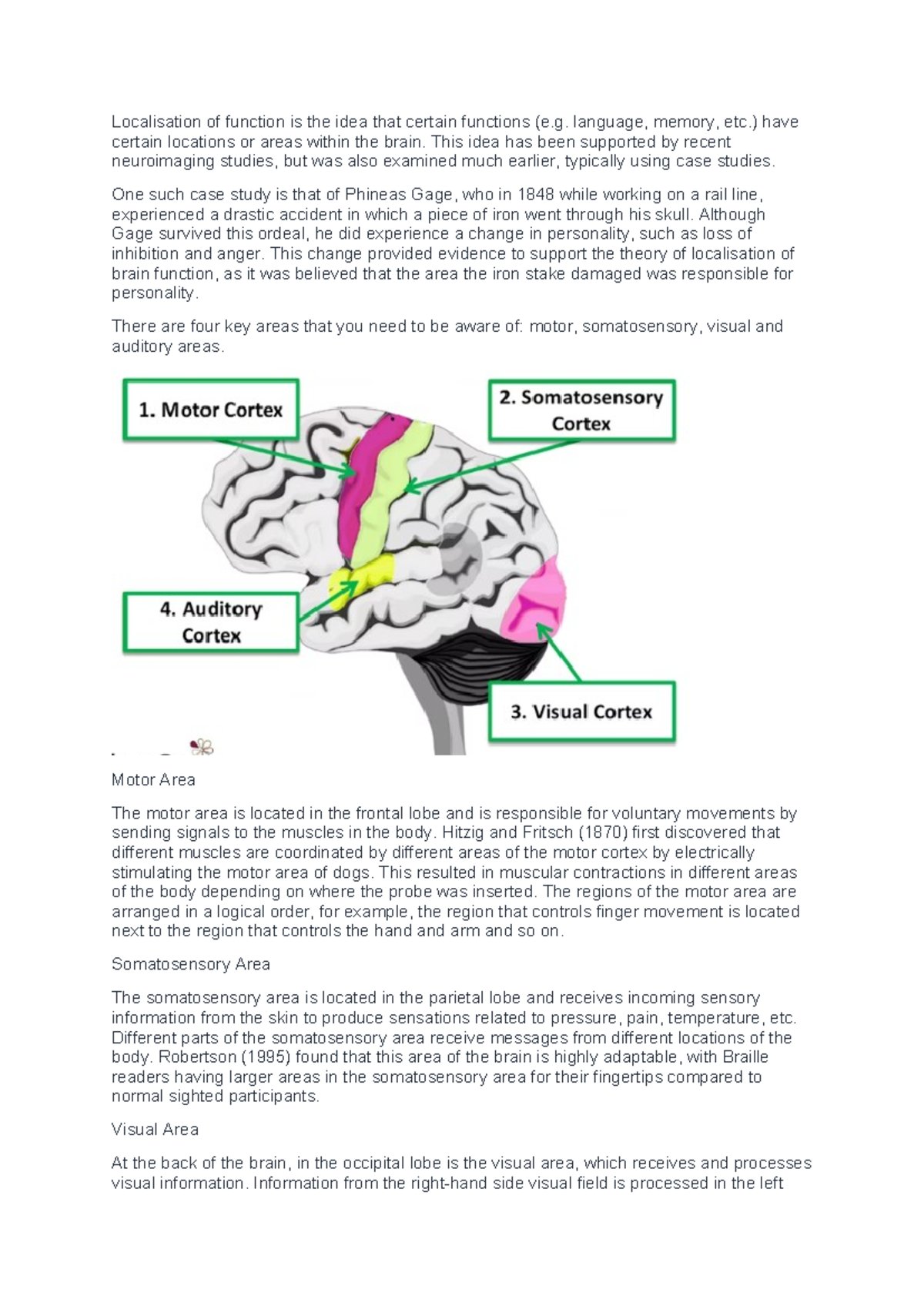 Localization of Function Homework: Key Areas of the Brain - Studocu