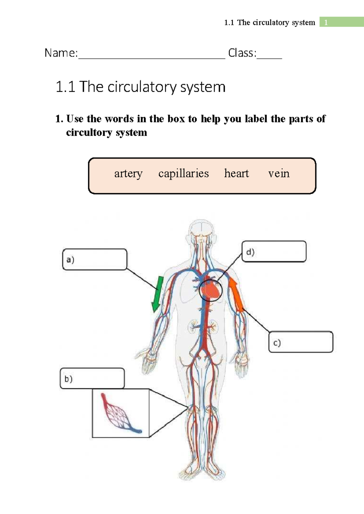 Y6 Unit 1: Understanding the Circulatory System and Its Functions - Studocu