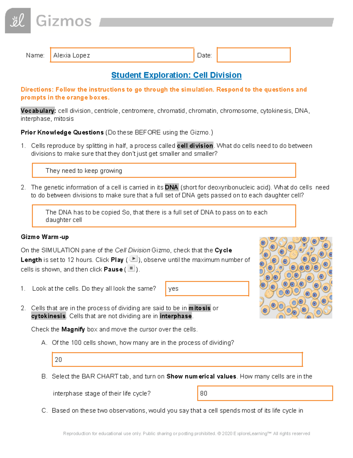 Student Exploration: Cell Division Gizmo (BIO 101) - Simulation Guide ...