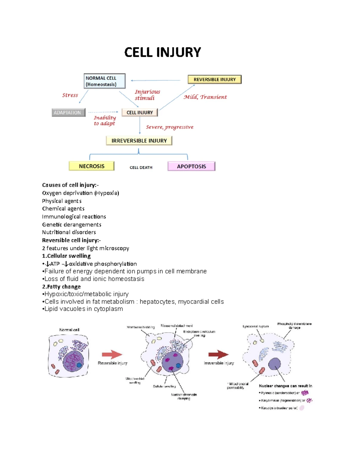 Ricketts Analysis - Cedees Smart Notes - bdsnext Cedees Faculty SMART ...
