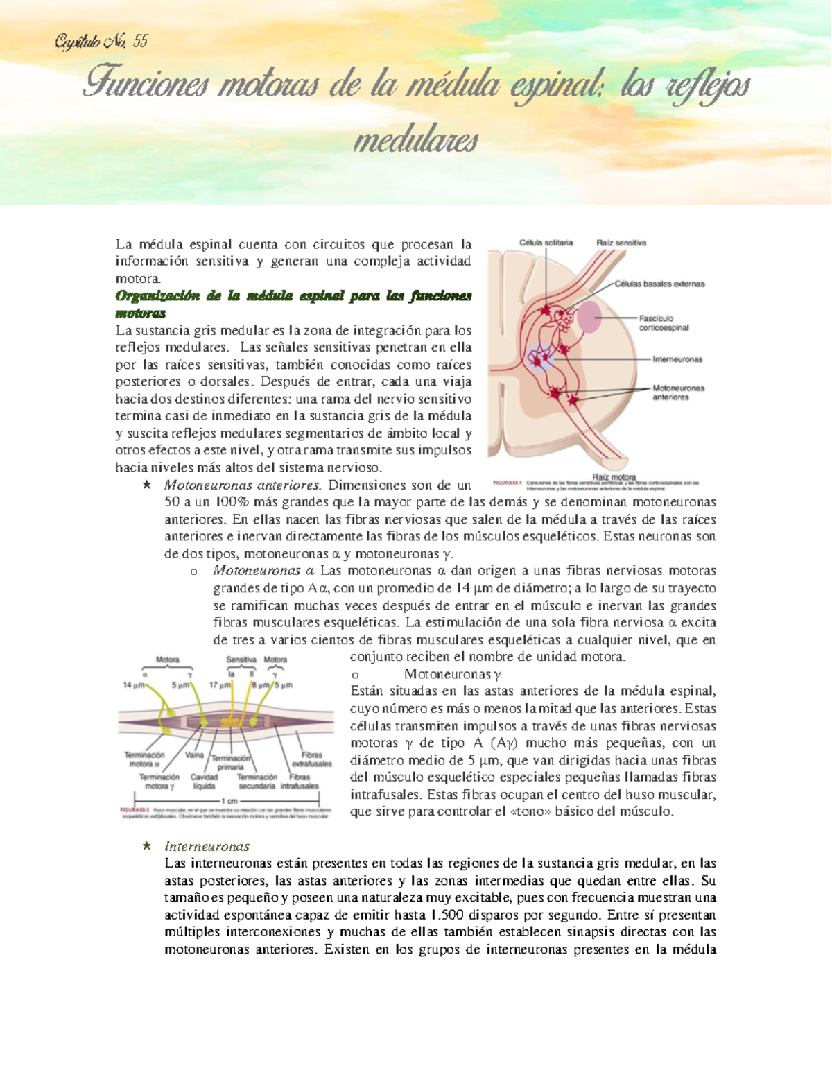Resumen capitulo 55 - Funciones motoras de la médula espinal - Guyton y Hall. Compendio de - Studocu