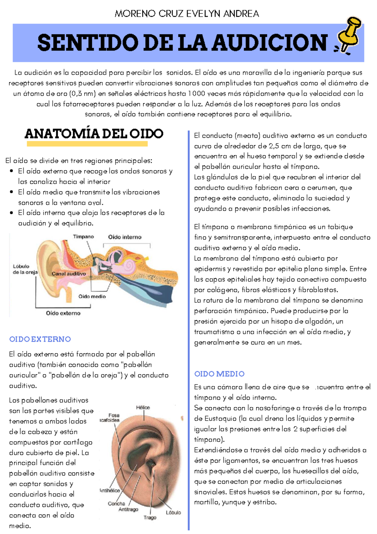 A4 - Anatomía y Función del Oído: La Audición y el Equilibrio - Studocu