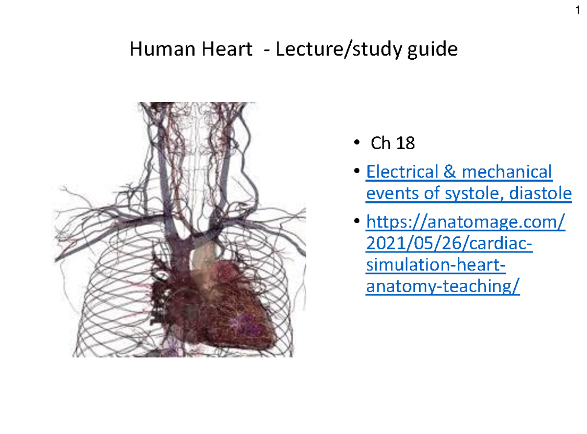 Human Heart Anatomy & Physiology: Detailed Lecture Notes (BIO 132 ...