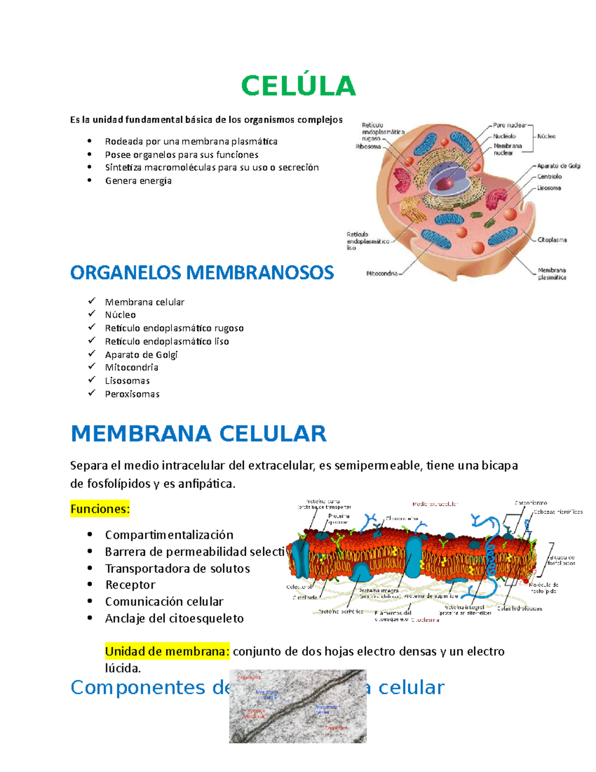 Celúla - RESUMEN DE CELULA - CELÚLA Es la unidad fundamental básica de los organismos complejos ...