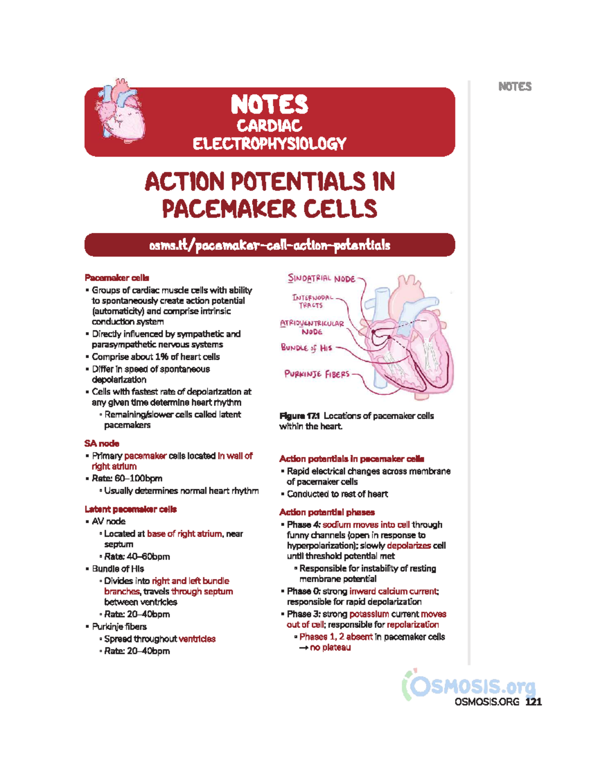 Cardiac Electrophysiology: Action Potentials in Pacemaker Cells (BIO ...