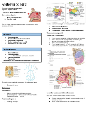 Antomia Y Fisología ( Faringe Laringe) - FARINGE ANATOMÍA LOCALIZACIÓN ...