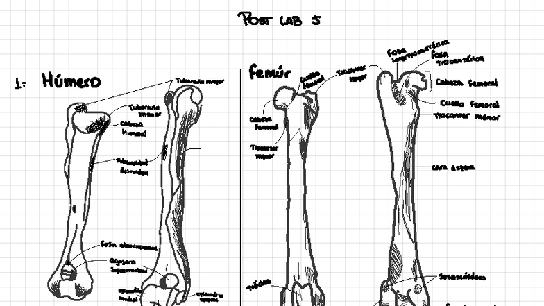 POST 5 LAB: Anatomía y Función del Húmero y Cartílago - Studocu