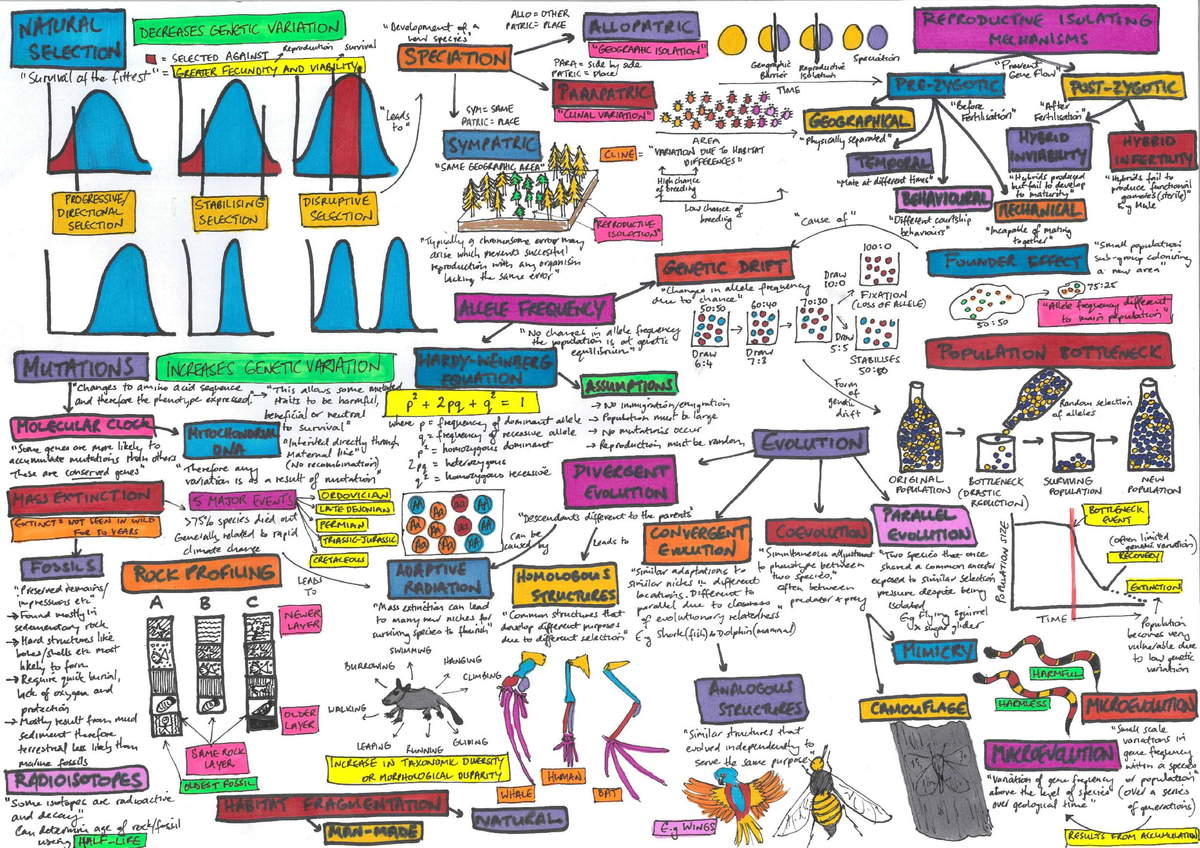 Concept Map - Evolution: Genetic Variation & Speciation Mechanisms ...