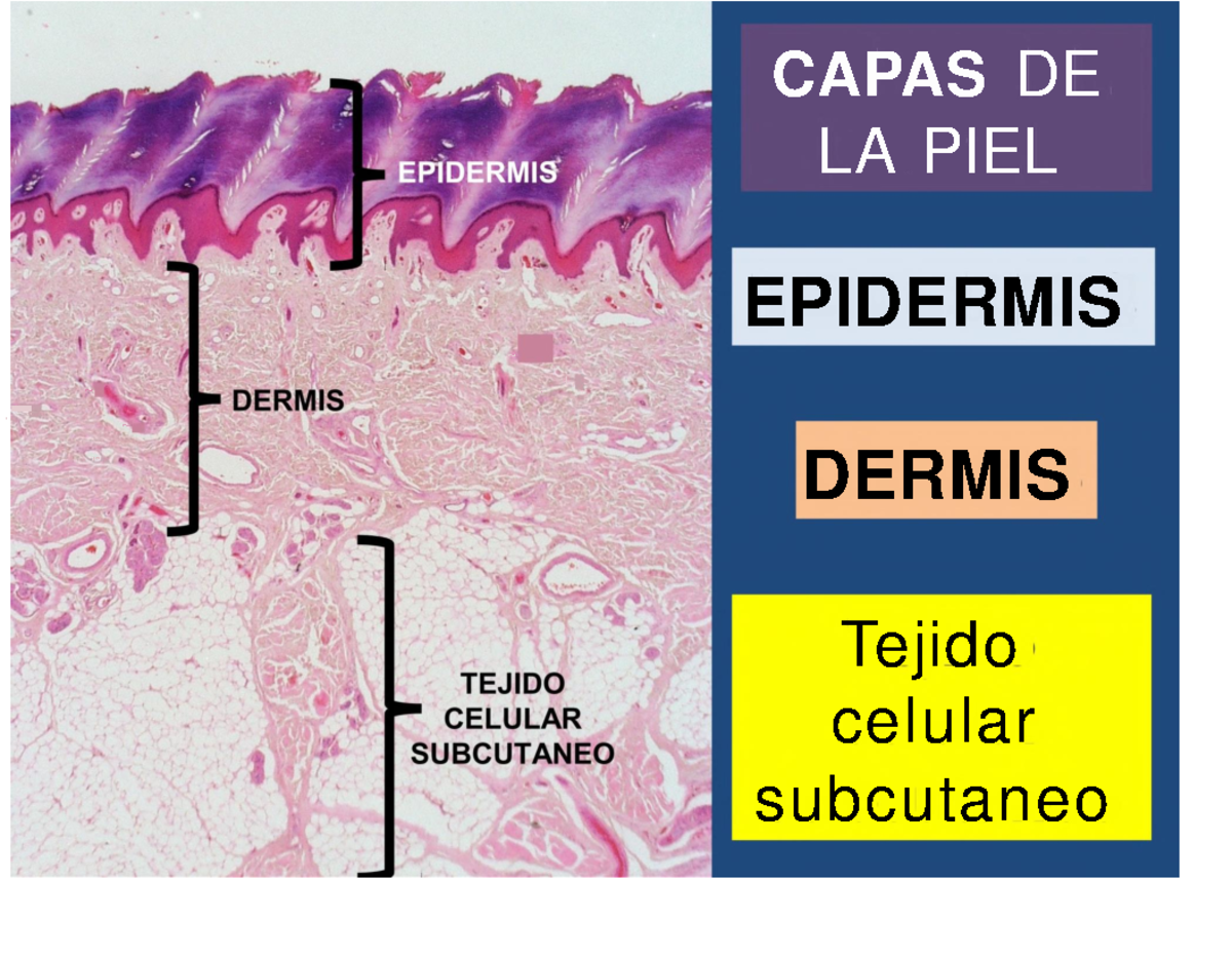 Clase 4: Histología de la Piel y Anexos - Epidermis y Dermis - Studocu