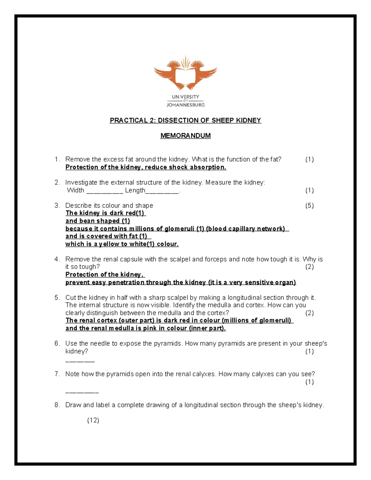 PRAC 2: Memo on Sheep Kidney Dissection Procedures and Findings - Studocu
