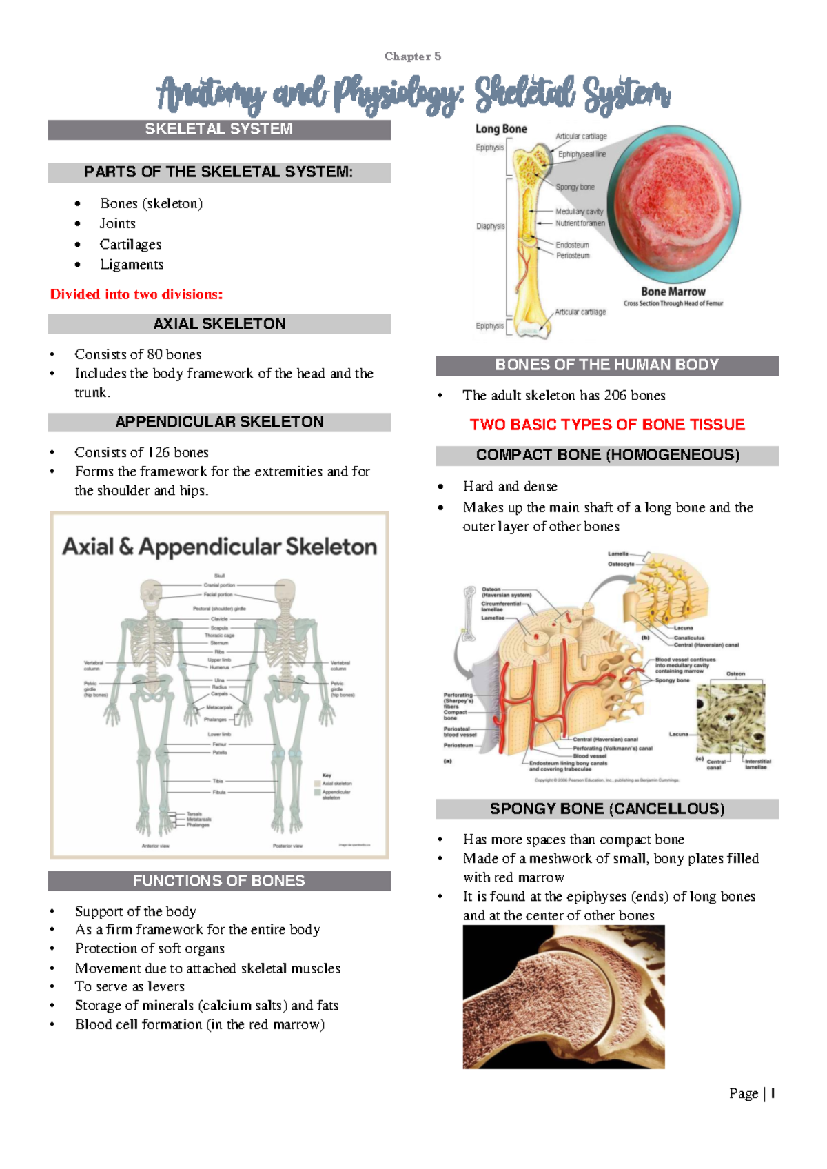 Anaphy-Skeletal-System - ####### Chapter 5 Anatomy and Physiology ...