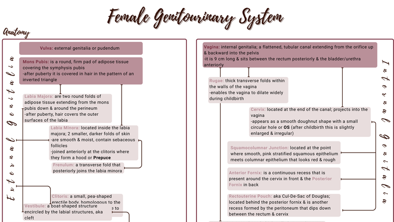 Anatomy of the Female Genitourinary System: Exam 4 Study Guide (3160 ...