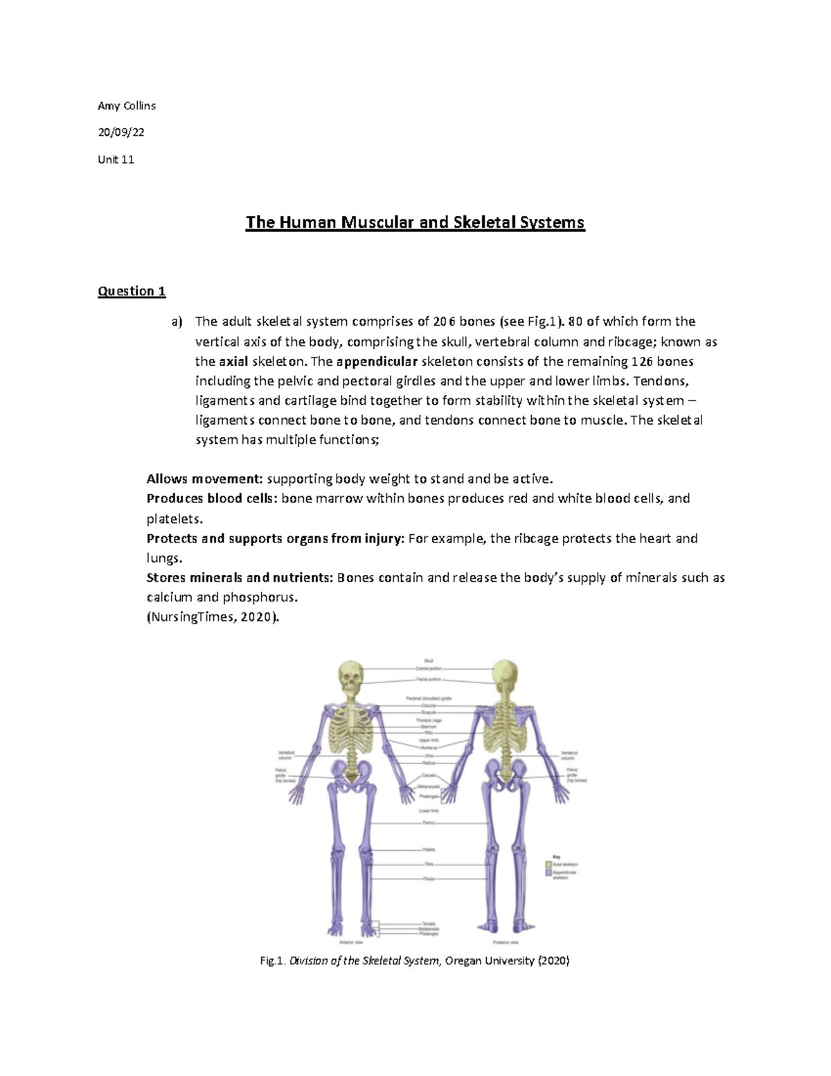 Unit 11 - Human Muscular and Skeletal Systems Study Notes - Studocu