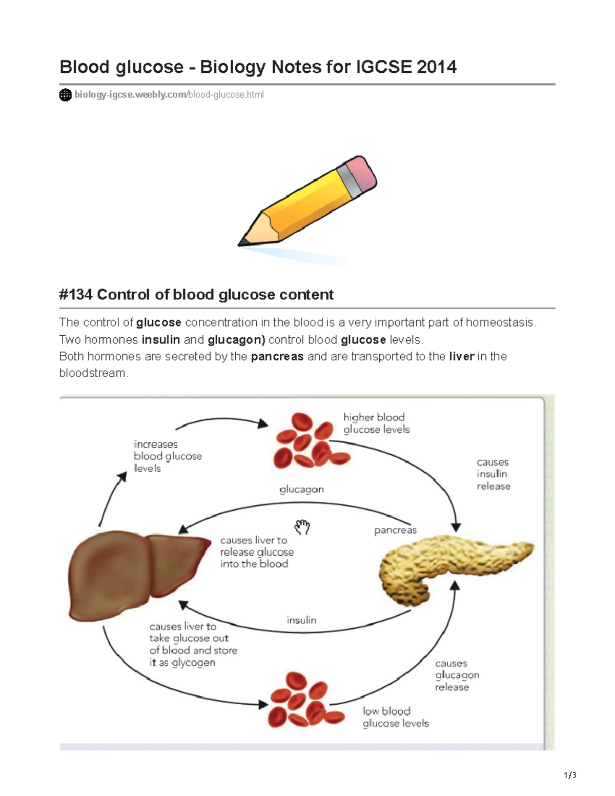 Biology-igcse.weebly.com-Blood glucose - Biology Notes for Igcse 2014 ...