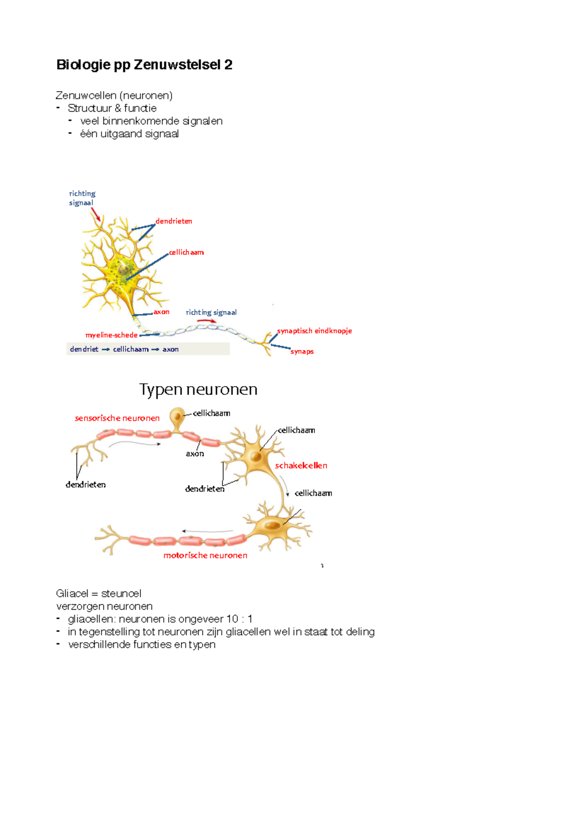 Biologie Samenvatting Zenuwstelsel 2 - Structuur en Functies - Studeersnel