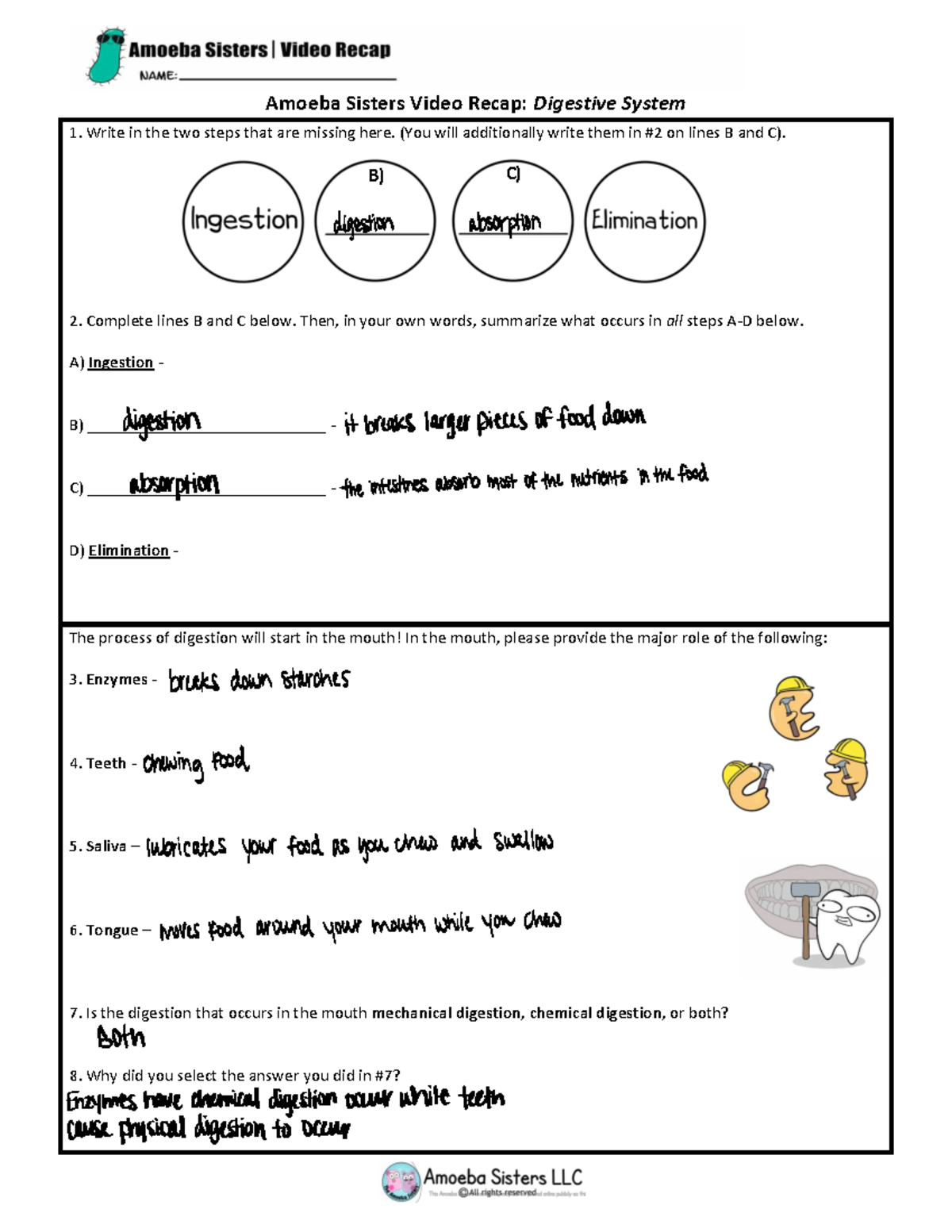 Digestive System Lab: Amoeba Sisters Video Recap Summary - Studocu