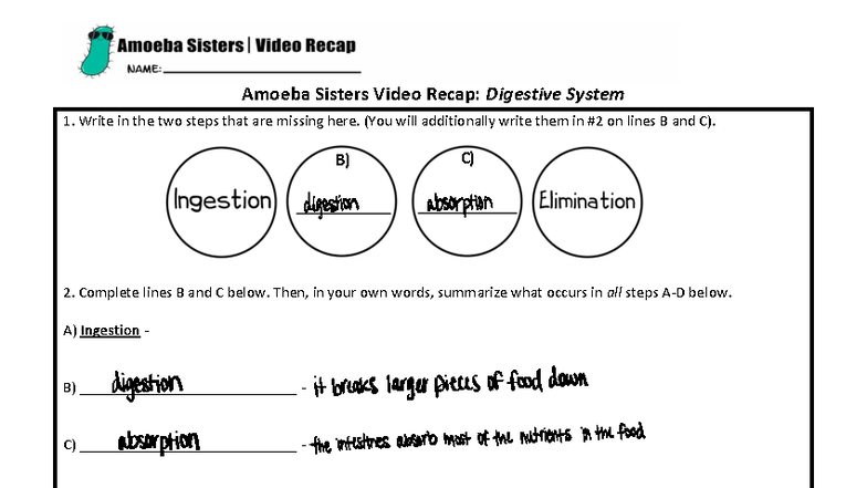 Digestive System Lab: Amoeba Sisters Video Recap Summary - Studocu