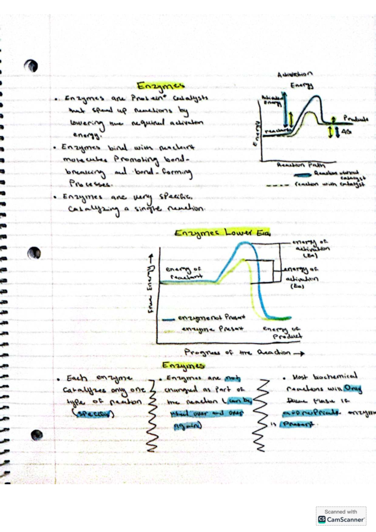 Bio 1107: Enzymes and Their Role in Catalyzing Reactions - Studocu