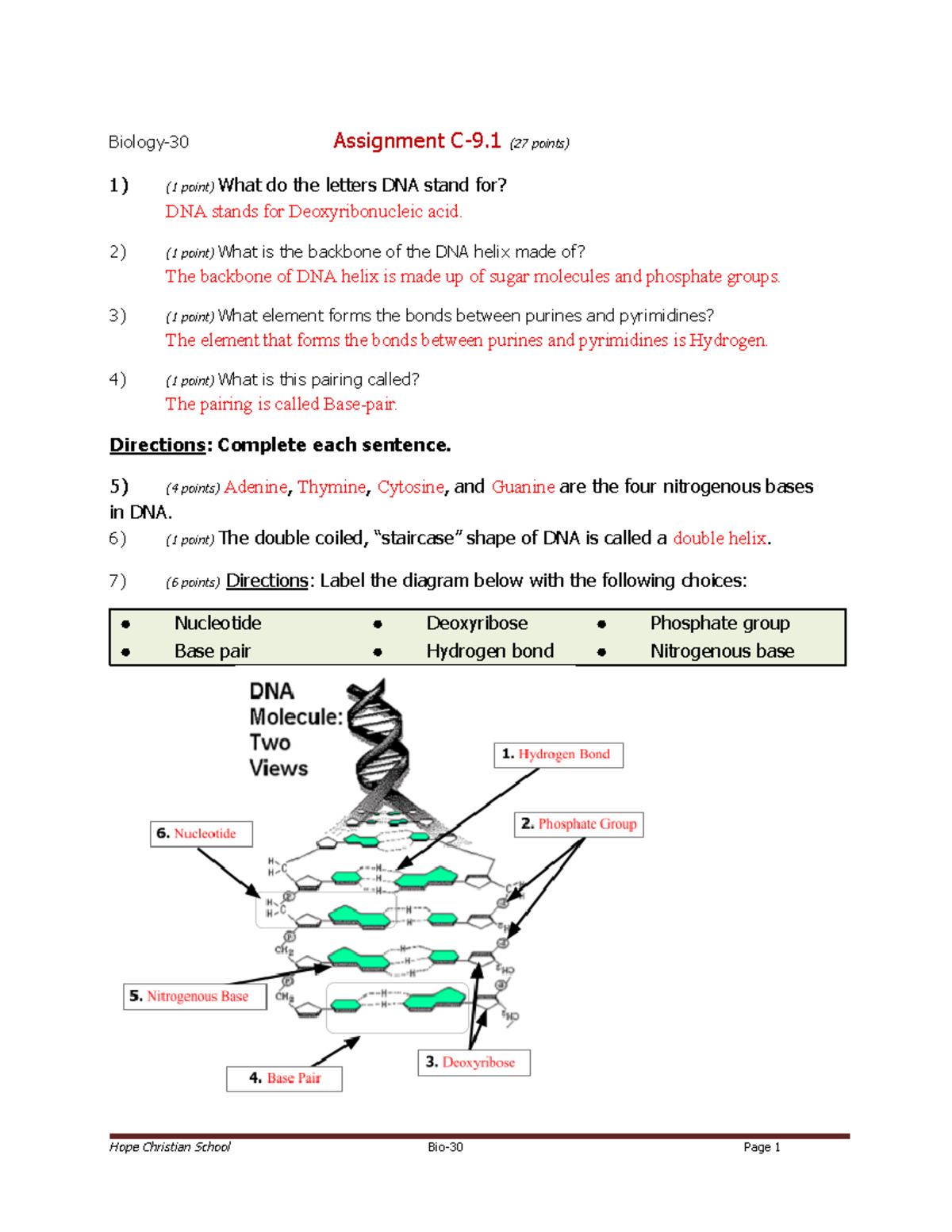 SCN3230-C-9.1 Biology Assignment on DNA Structure and Function - Studocu