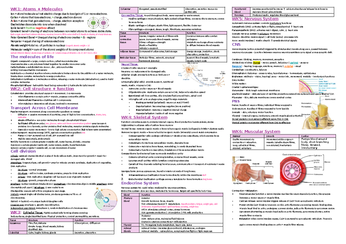 HUBS1401 - Final Exam Study Guide: Atoms to Genetics Overview - Studocu