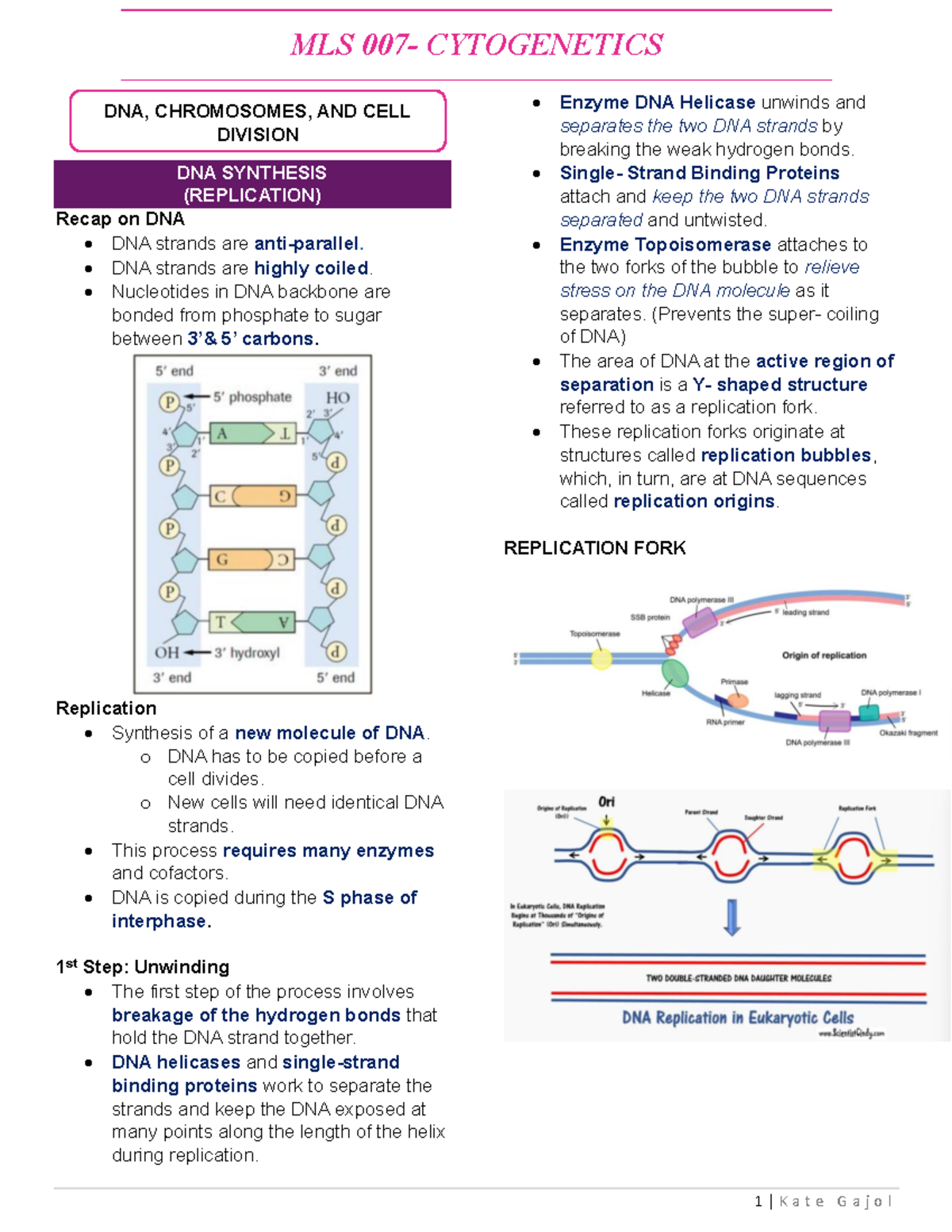 DNA Replication, Chromosome Structure, & Cell Division - CYTOGENETICS ...