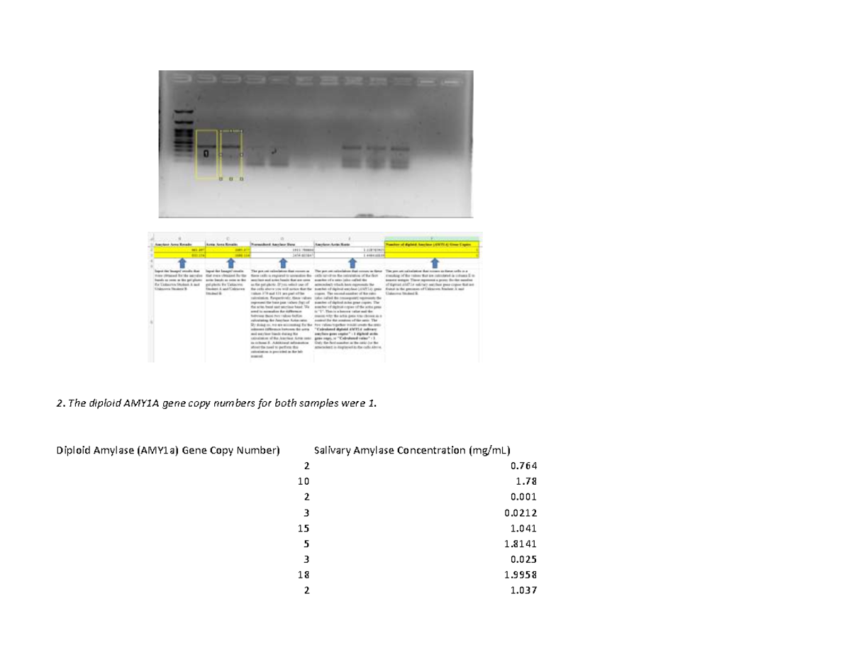 Bio 1Aa3 Post Lab 4: Diploid Amylase Gene Copy Numbers Analysis - Studocu