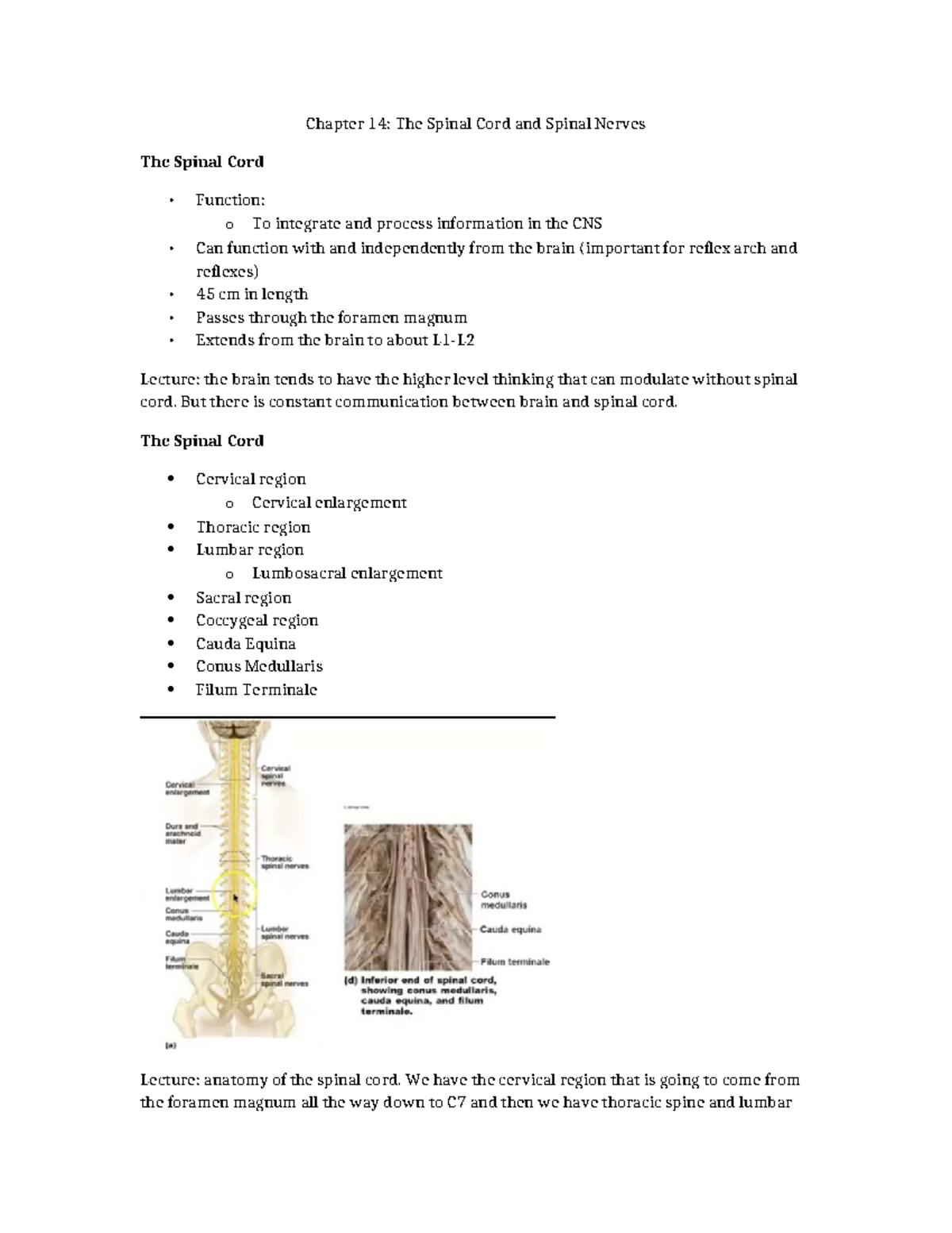 Chapter 14 Lecture Notes: The Spinal Cord & Nerves Overview - Studocu