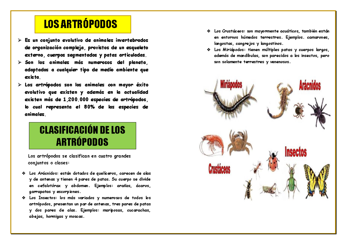 Los artropodoss - artrópodos para niños - Es un conjunto evolutivo de ...
