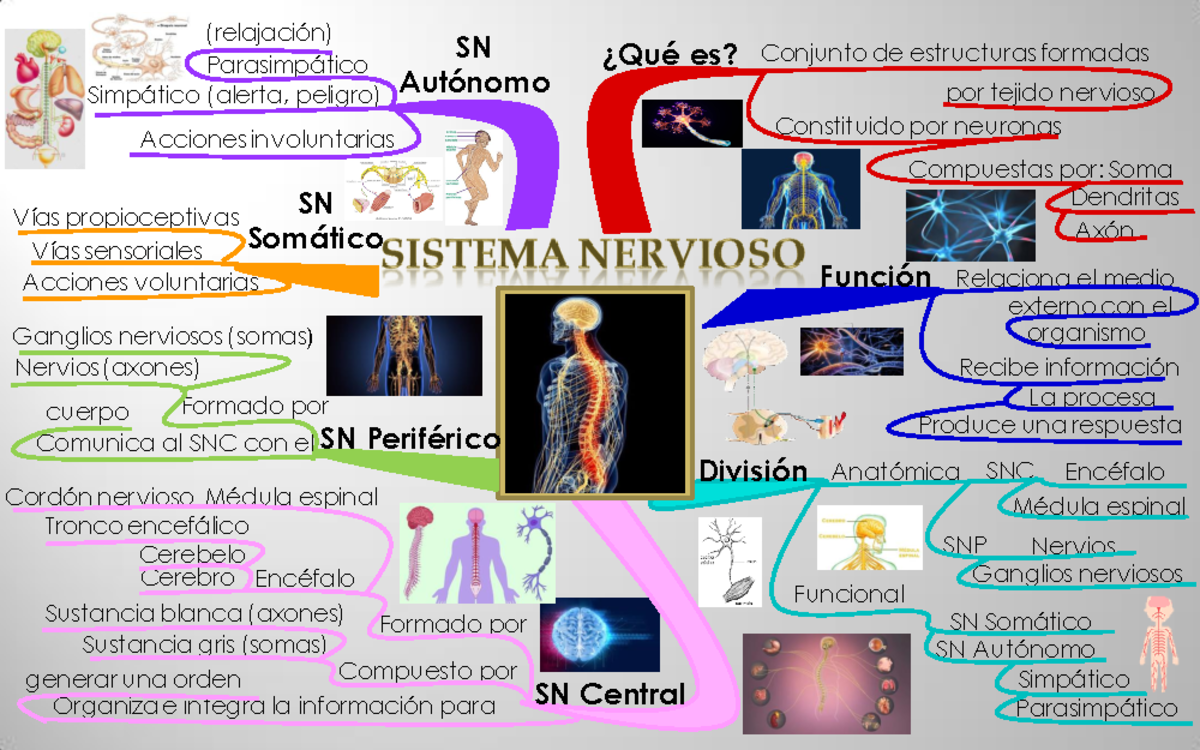 Mapas Conceptuales Anatomia Sistemas Y Aparatos En El Cuerpo Humano