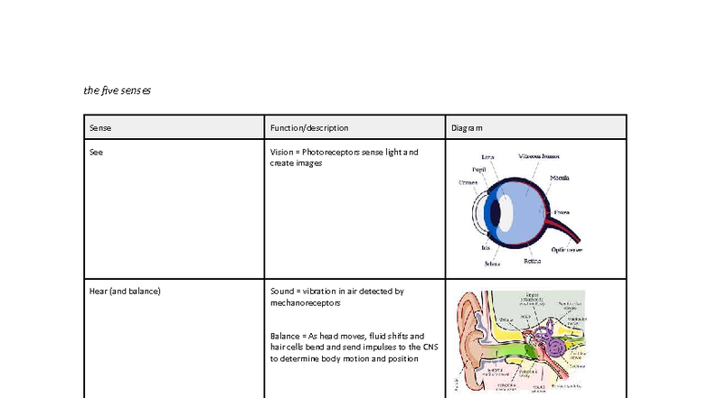 the five senses - the five senses Sense Function/description Diagram ...