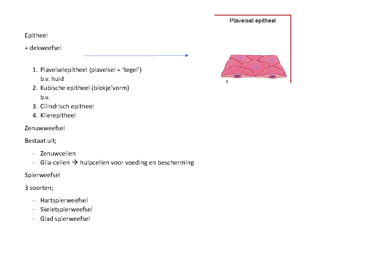 Anatomie en Fysiologie: Epitheel- en Weefselstructuren Uitleg - Studeersnel