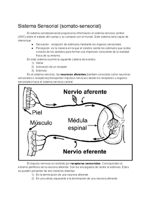 Aula 3 - Somestesia - Somestesia Conceito Geral As funções Neurais são ...