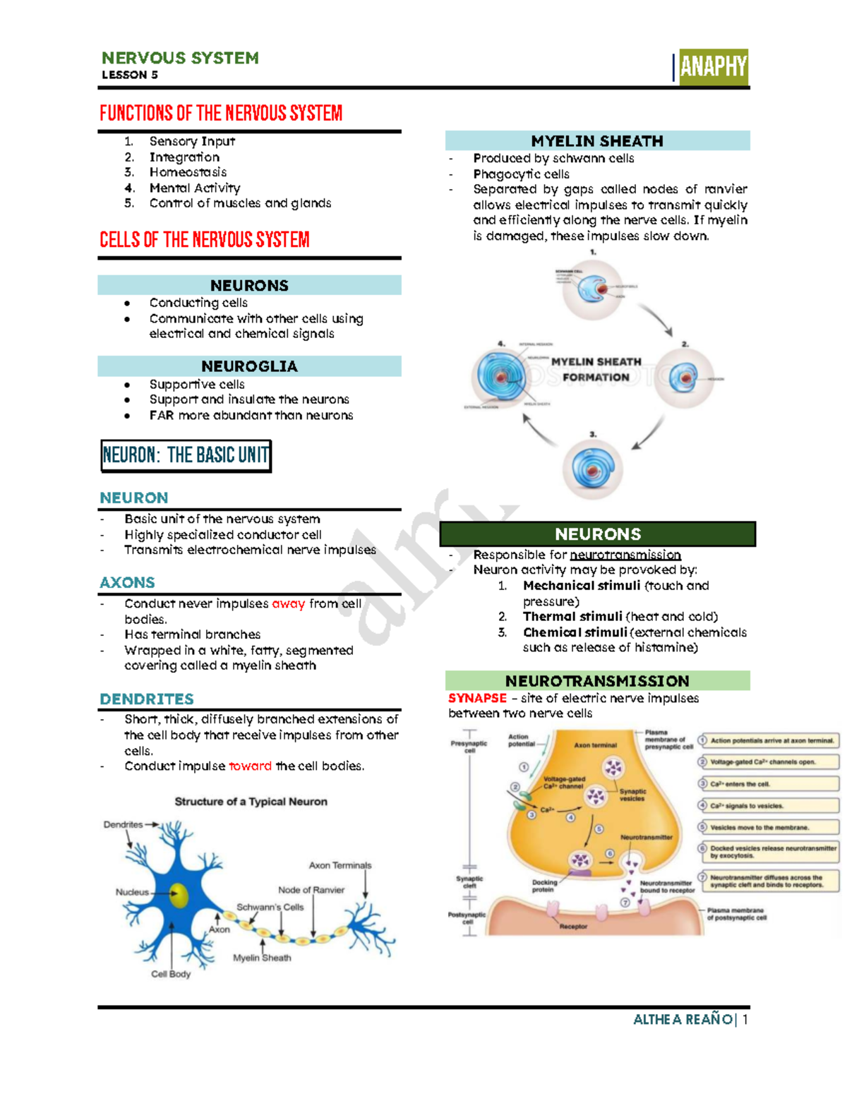 Anaphy 5: Functions of the Nervous System - Lesson Notes - Studocu