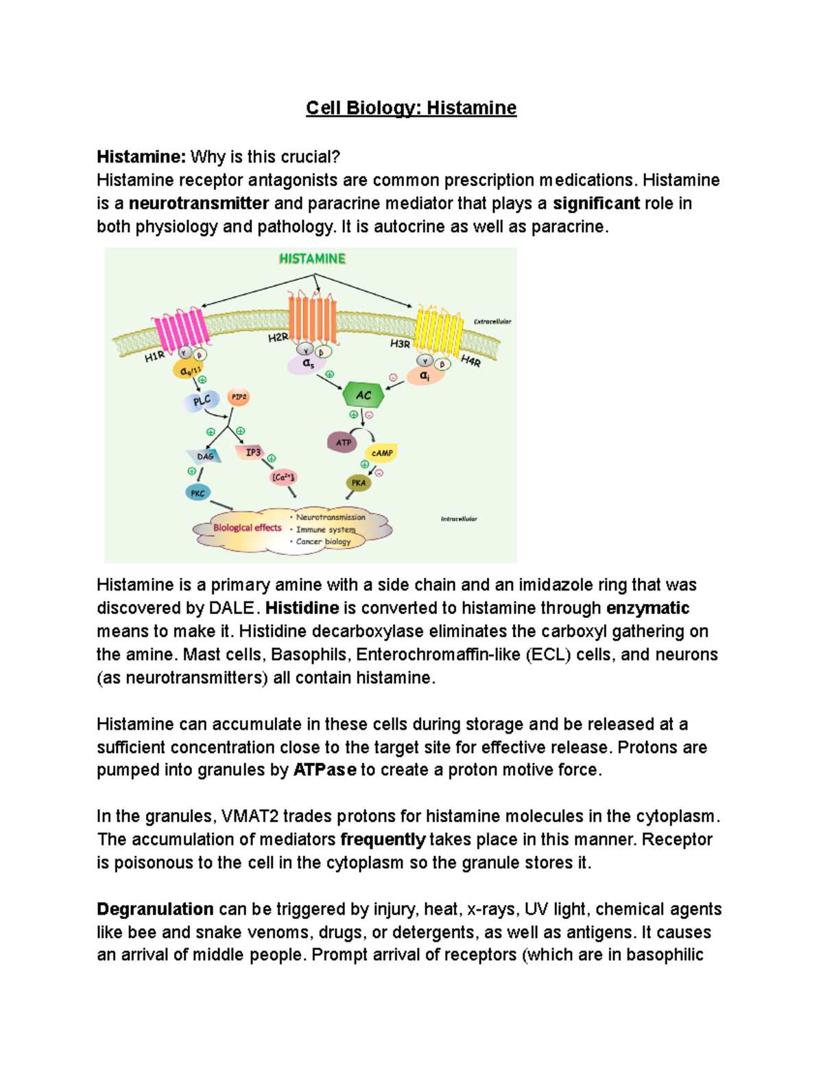 Cell Biology Histamine - Cell Biology: Histamine Histamine: Why is this crucial? Histamine ...
